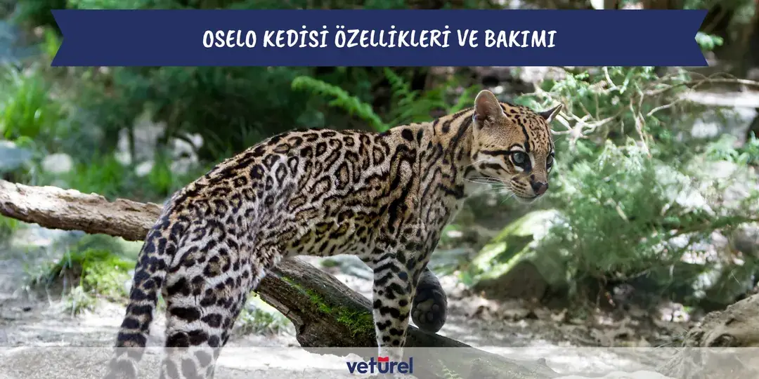 Oselo Kedisi Özellikleri ve Bakımı