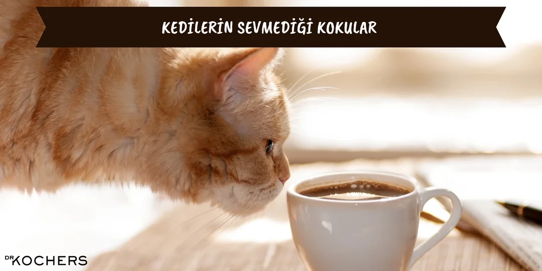 Kedilerin Sevmediği Kokular