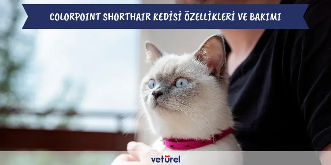 Colorpoint Shorthair Özellikleri ve Bakımı