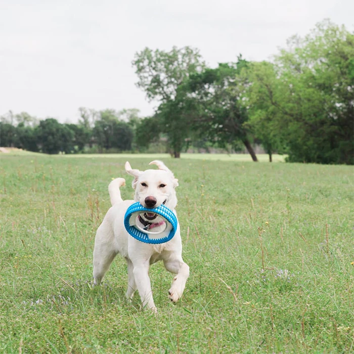Chuckit Rugged Fetch Extra Dayanıklı Köpek Oyun Halkası