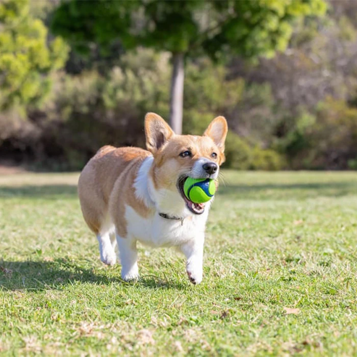 Chuckit Sniff Fetch Kokulu 4lü Köpek Oyun Topu Seti