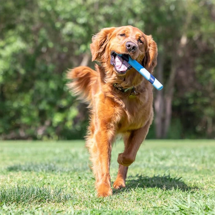 Chuckit Sniff Fetch Jambon Aromalı Köpek Oyuncağı