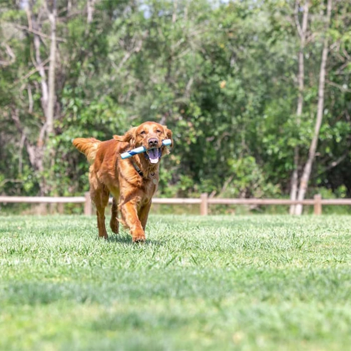 Chuckit Sniff Fetch Jambon Aromalı Köpek Oyuncağı
