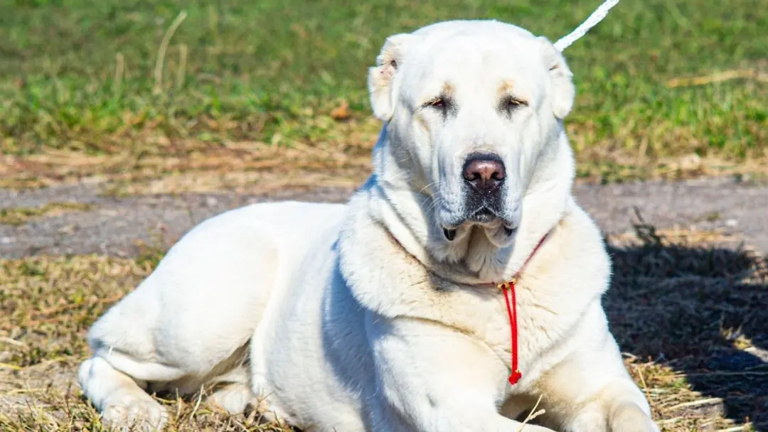 Alabay Köpek Özellikleri ve Tarihçesi - Birçok Öneri!
