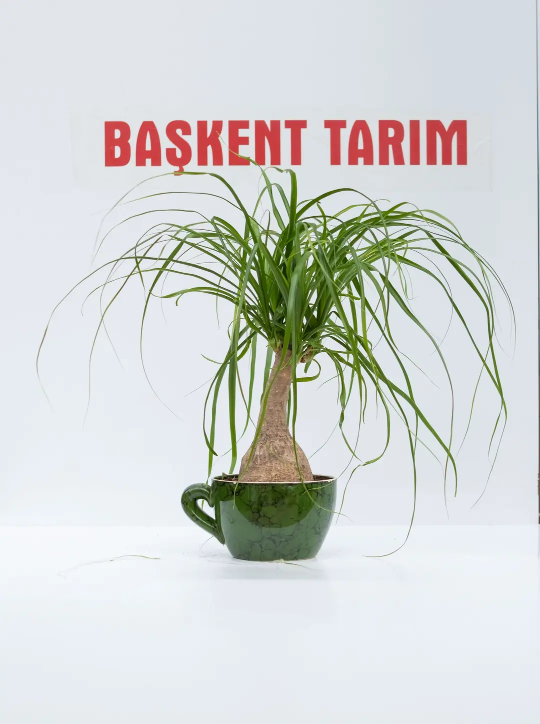 Beaucarnea Recurvata Nolina- Fil ayağı Bitkisi Çok Dallı İthal