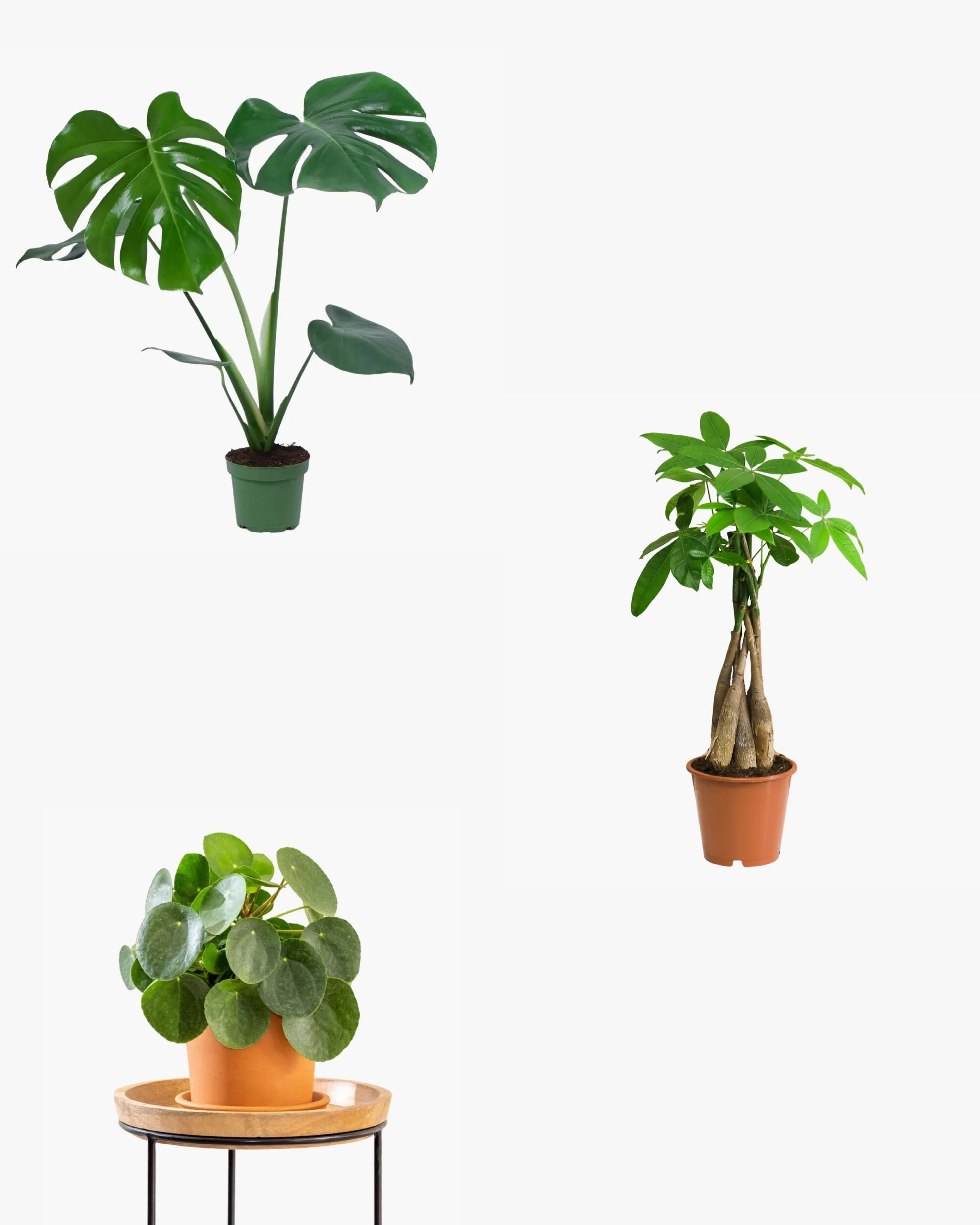 MASA BOY BİTKİ SETİ-Bitki Besini Hediyeli ( Pachira 50cm / Pilea ...