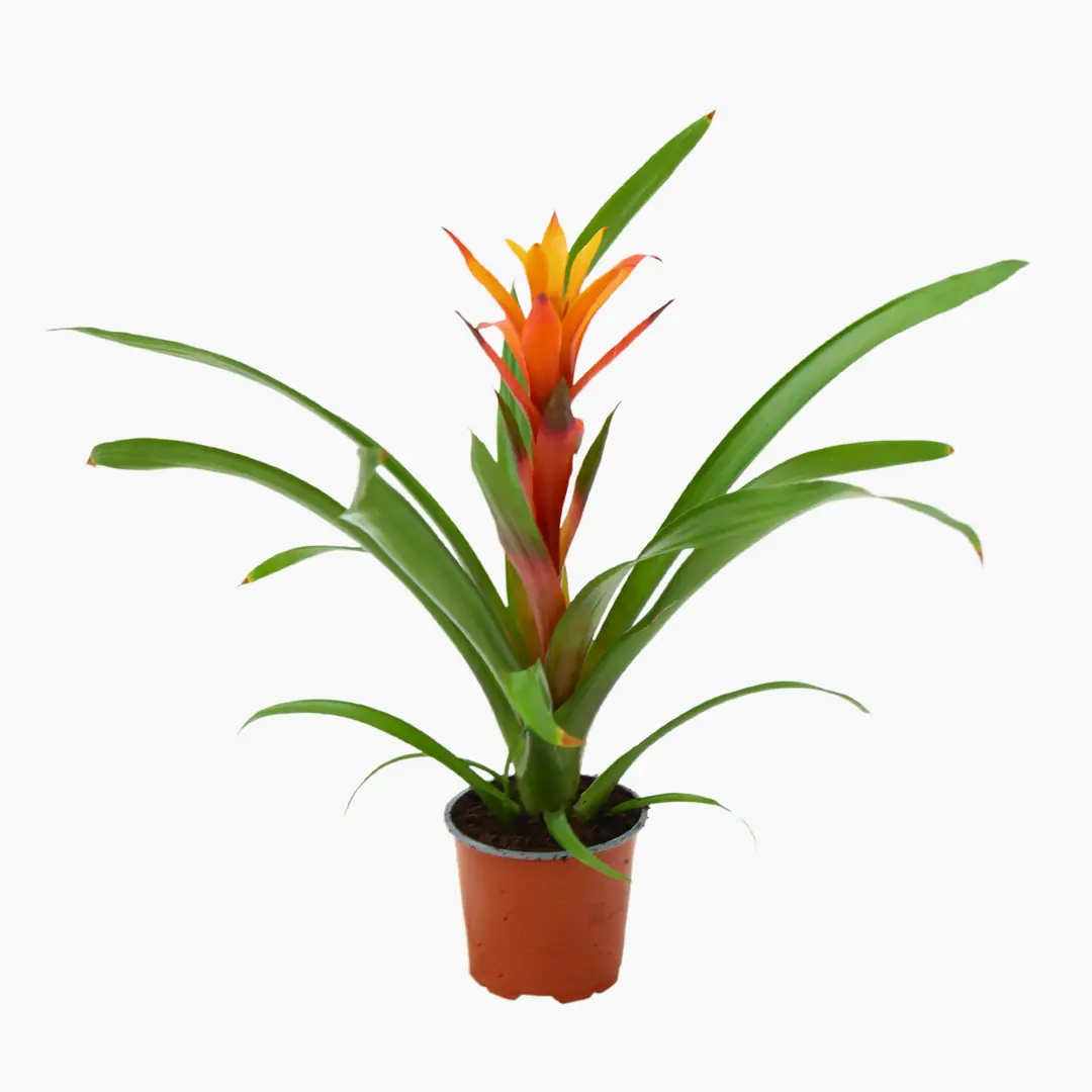 Turuncu Guzmanya (Guzmania Calypso) | Bitkim.com
