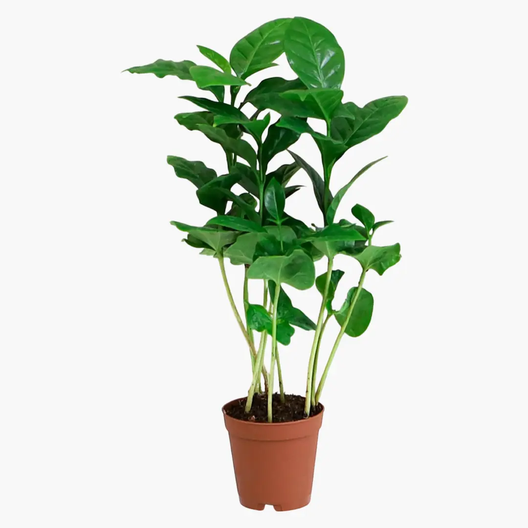 Kahve Ağacı (Coffea Arabica Çiçeği)| Bitkim.com