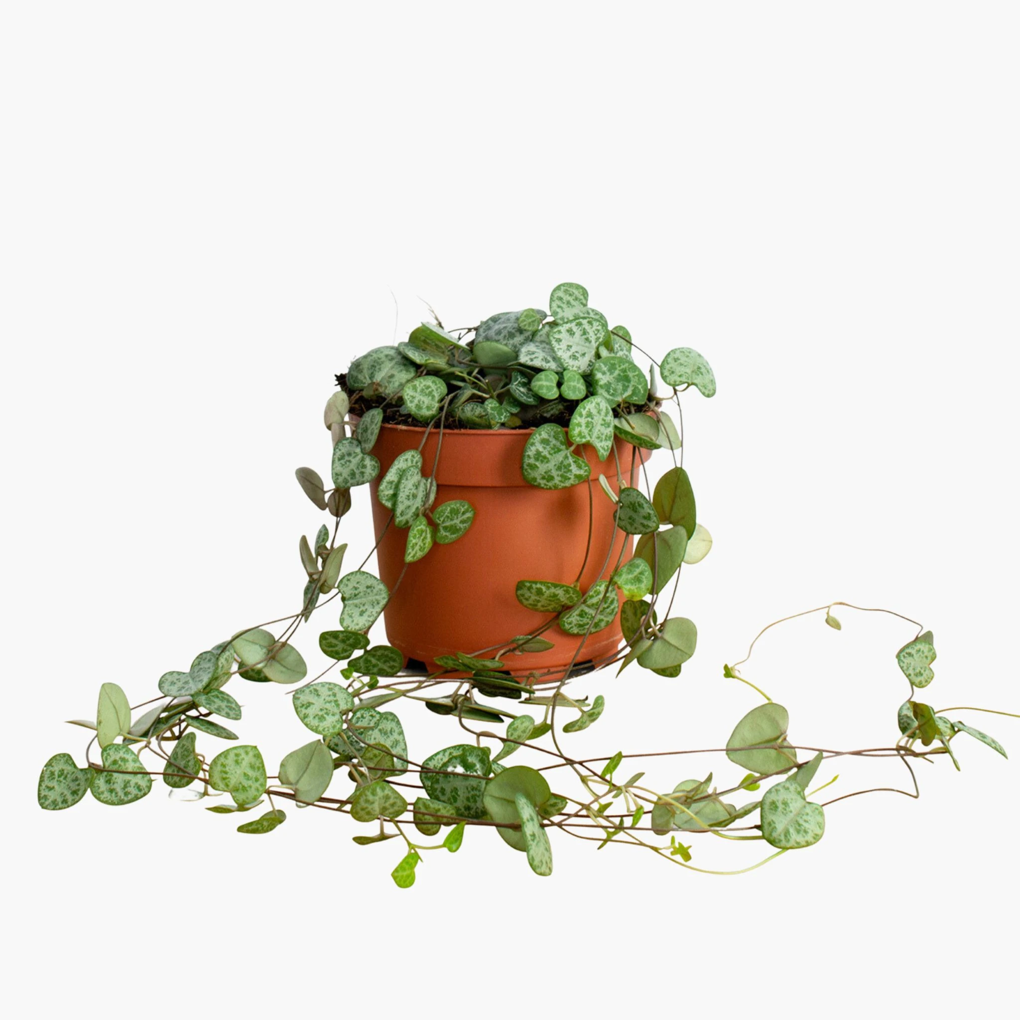 Kalp Kalbe Karşı Çiçeği (Ceropegia Woodii) | Bitkim.com