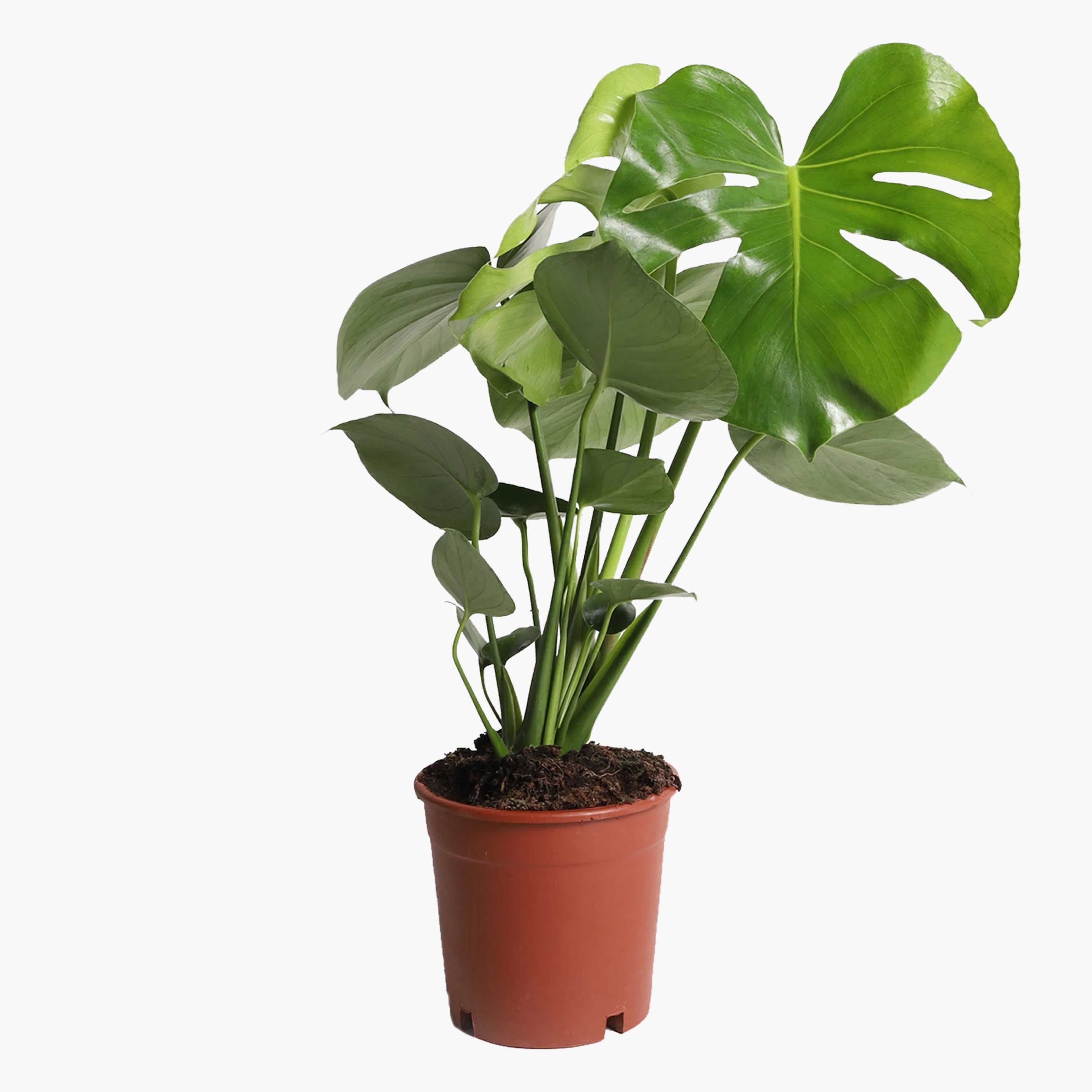 Deve Tabanı Çiçeği - Monstera Çeşitleri | Bitkim.com