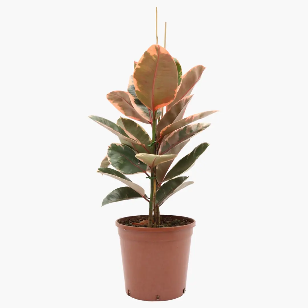 2 Gövdeli Pembe Alacalı Kauçuk Çiçeği (Ficus Elastica Belize) | Bitkim.com
