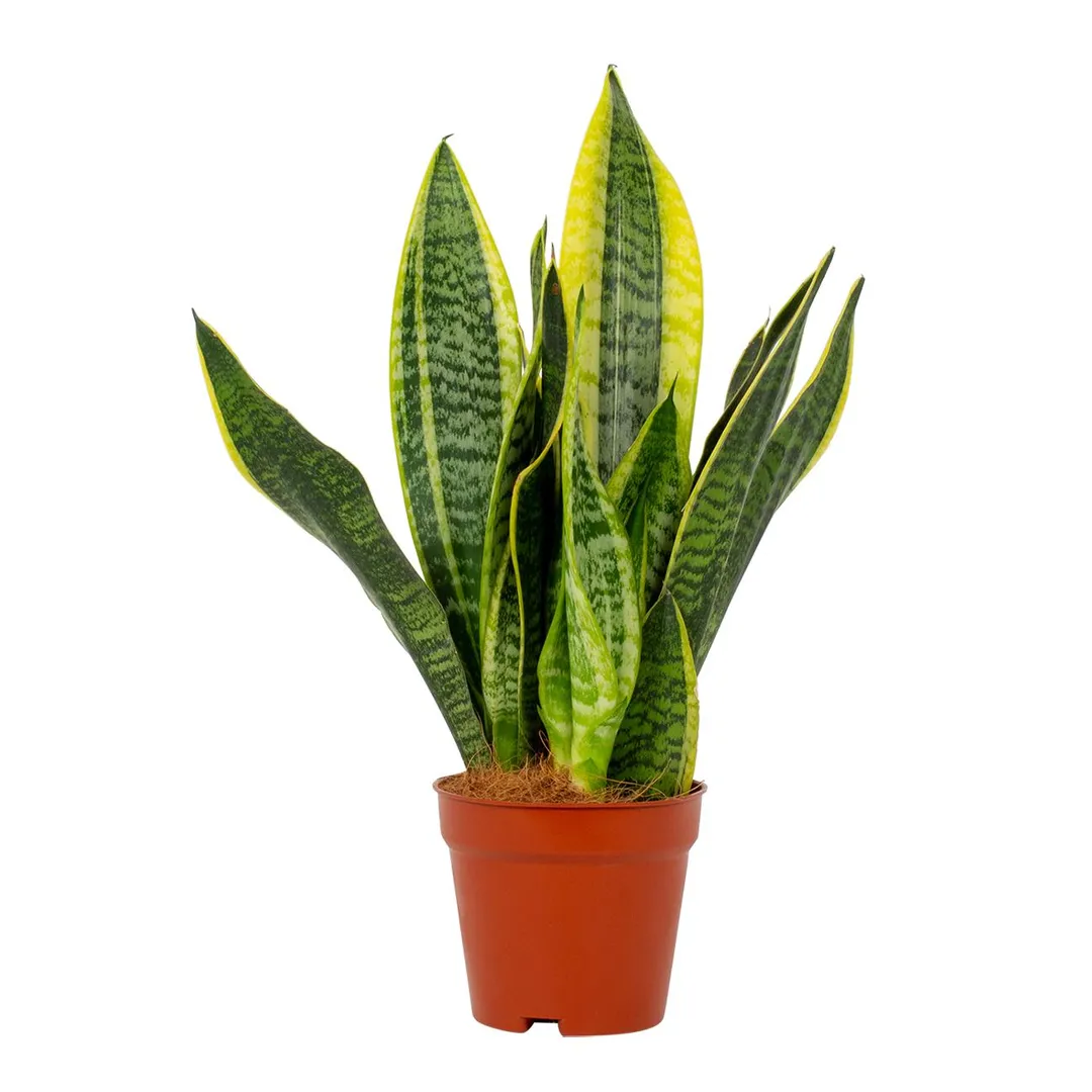 Paşa Kılıcı Çiçeği (Peygamber Kılıcı - Sansevieria Trifasciata ...