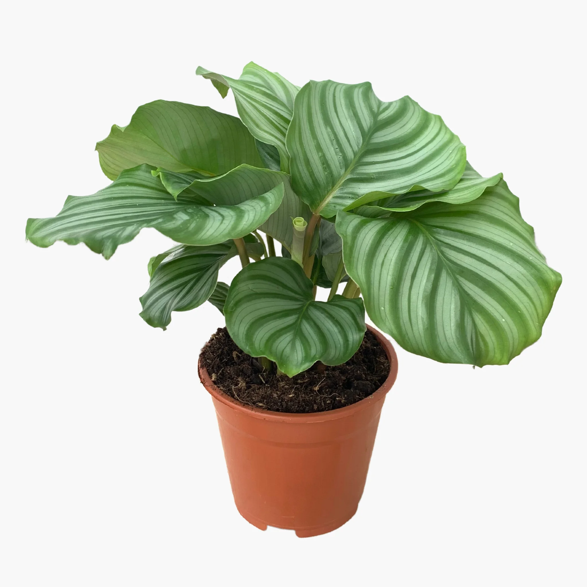 Dua Çiçeği (Kalatya Orbifolia - Calathea Orbifolia) | Bitkim.com