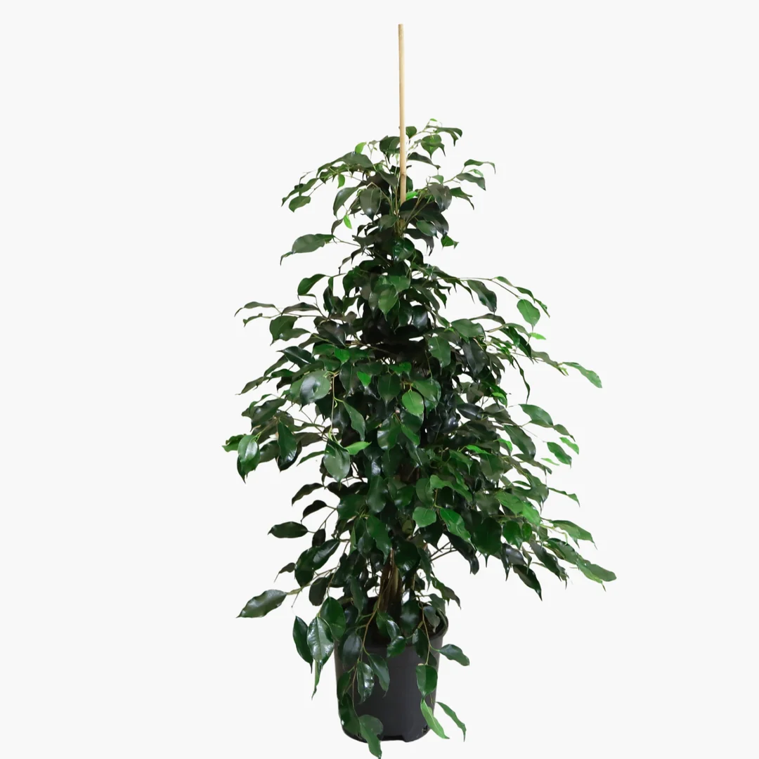 Ağlayan İncir Ağacı (Ficus Benjamin Danielle)