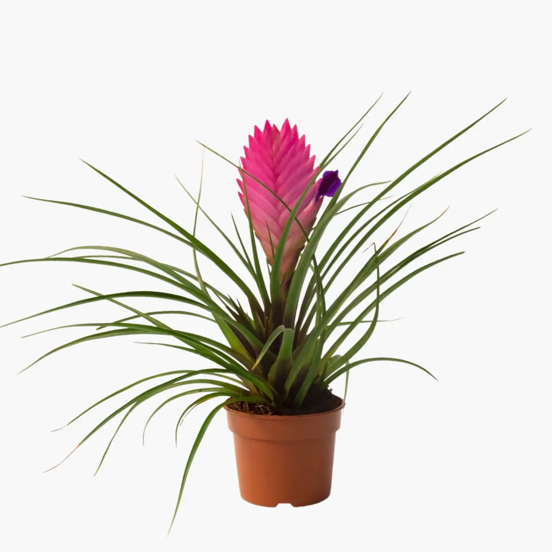 Hava Bitkisi (Hava Çiçeği - Tillandsia Cyanea) | Bitkim.com