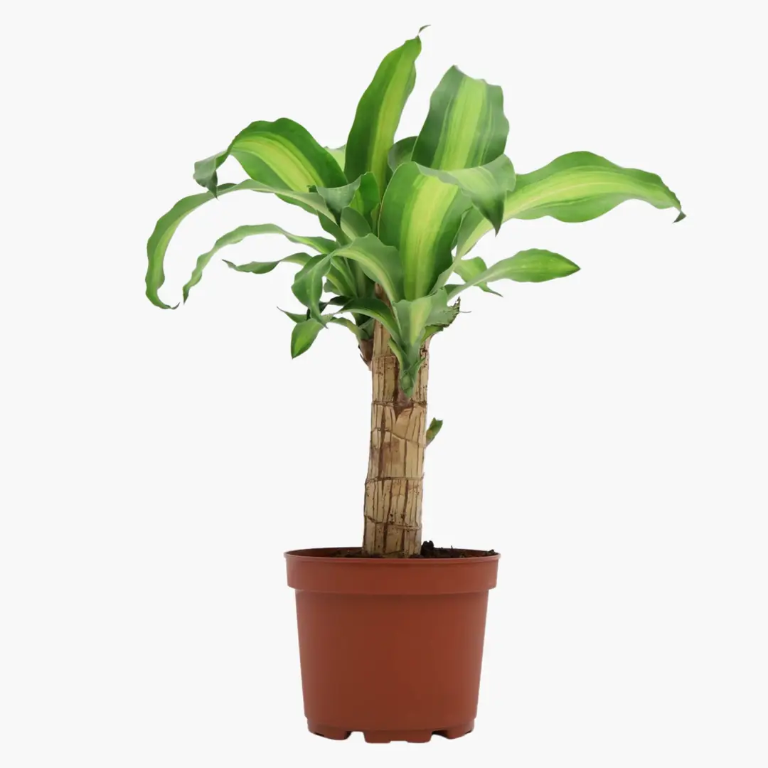 Dracena Massengena (Dracena Fragrans) | Bitkim.com