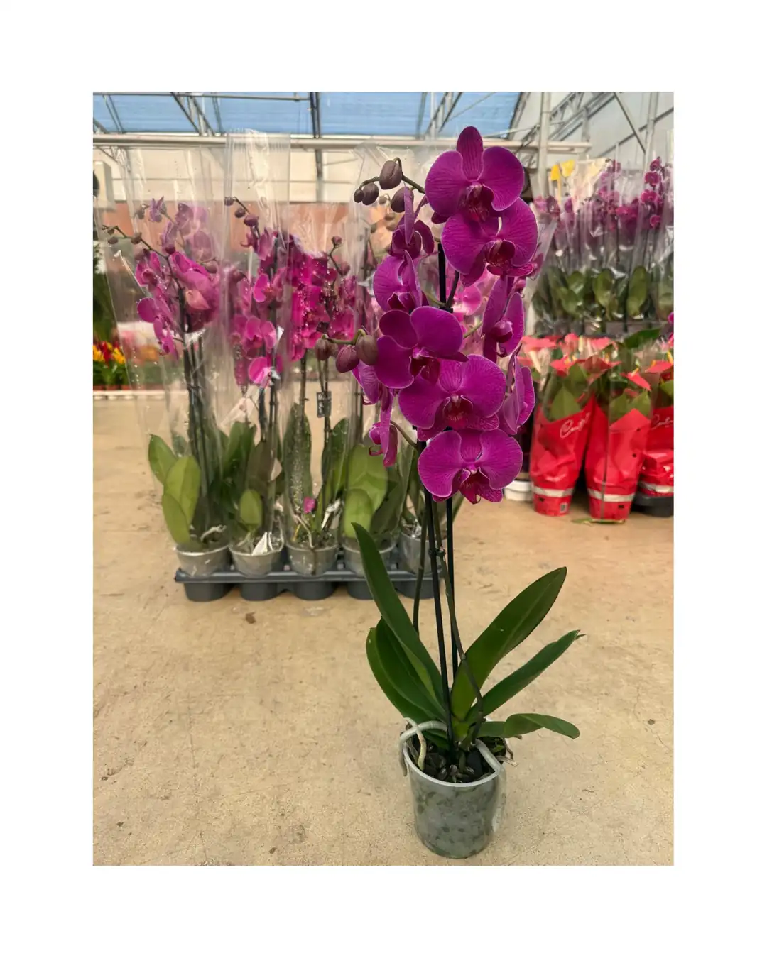 6'lı Paket Premium Mor Orkide Seti (2 Dallı Phalaenopsis)| Bitkim.com