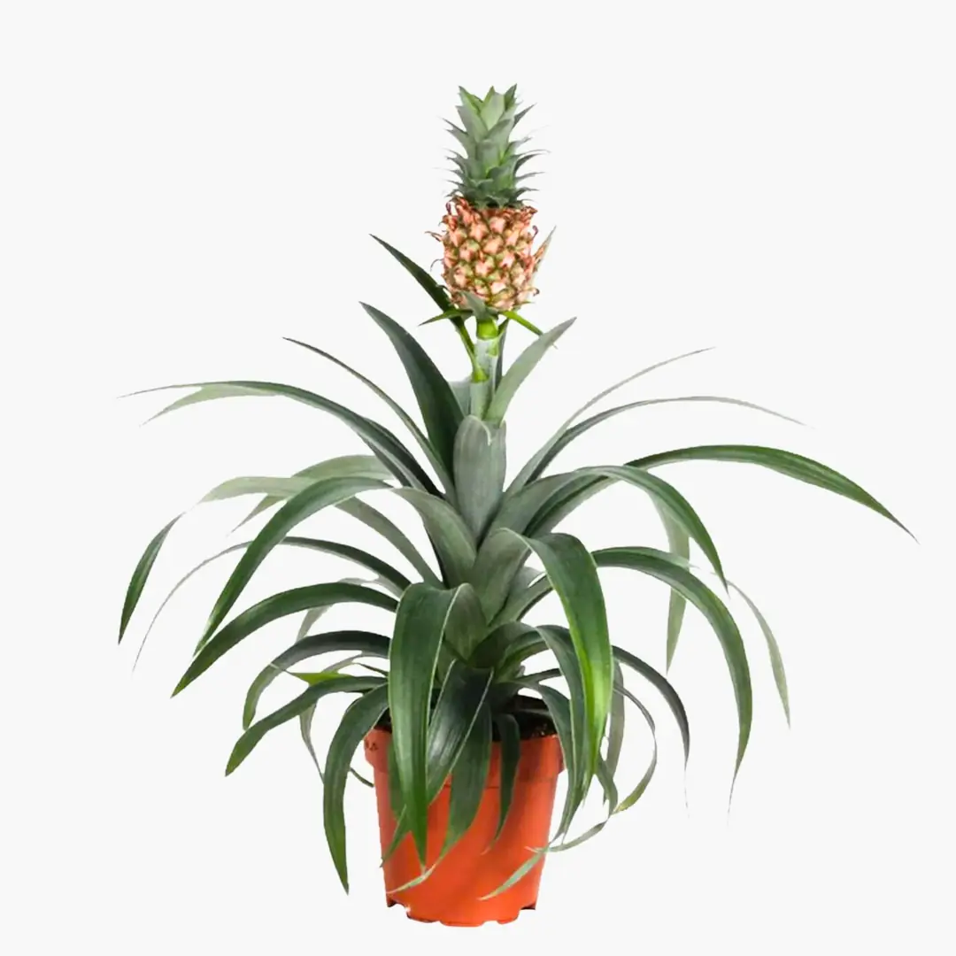 Ananas Bitkisi (Ananas Ağacı - Pineapple Plant) | Bitkim.com