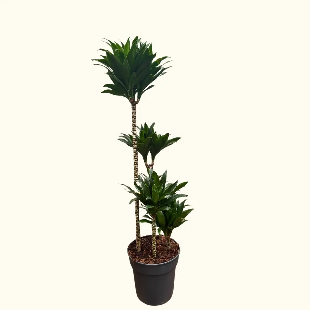 4 Gövdeli Dracaena Compacta - XL (Dracena Fragrans Compacta) | Bitkim.com
