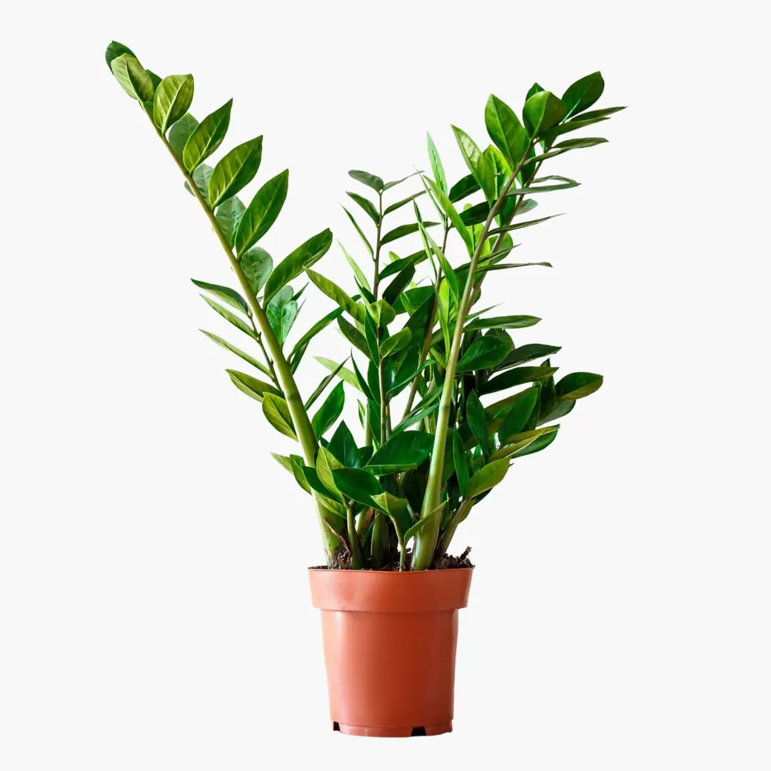 Zamia Çiçeği (Zeze - Zamioculcas Zamiifolia) | Bitkim.com