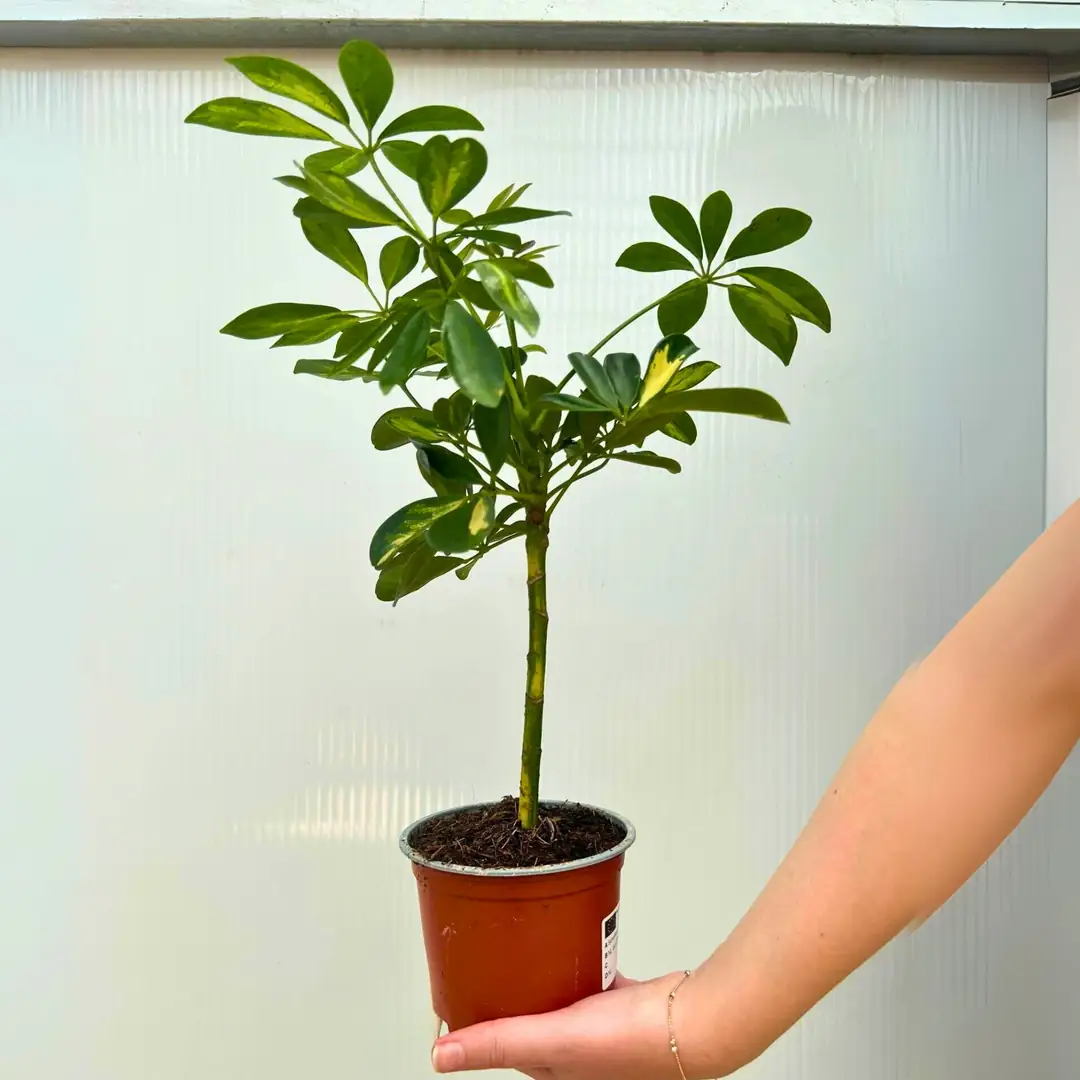 Şeflera (5 Parmak Çiçeği - Schefflera Arboricola Small) | Bitkim.com