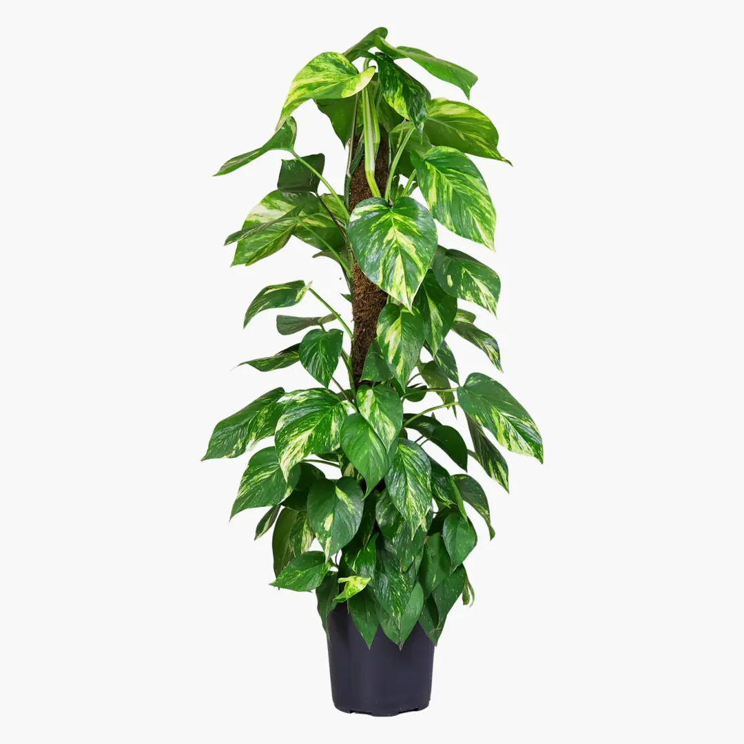 Sopalı Büyük Patos Salon Sarmaşığı (Golden Pothos - Epipremnum Aureum ...