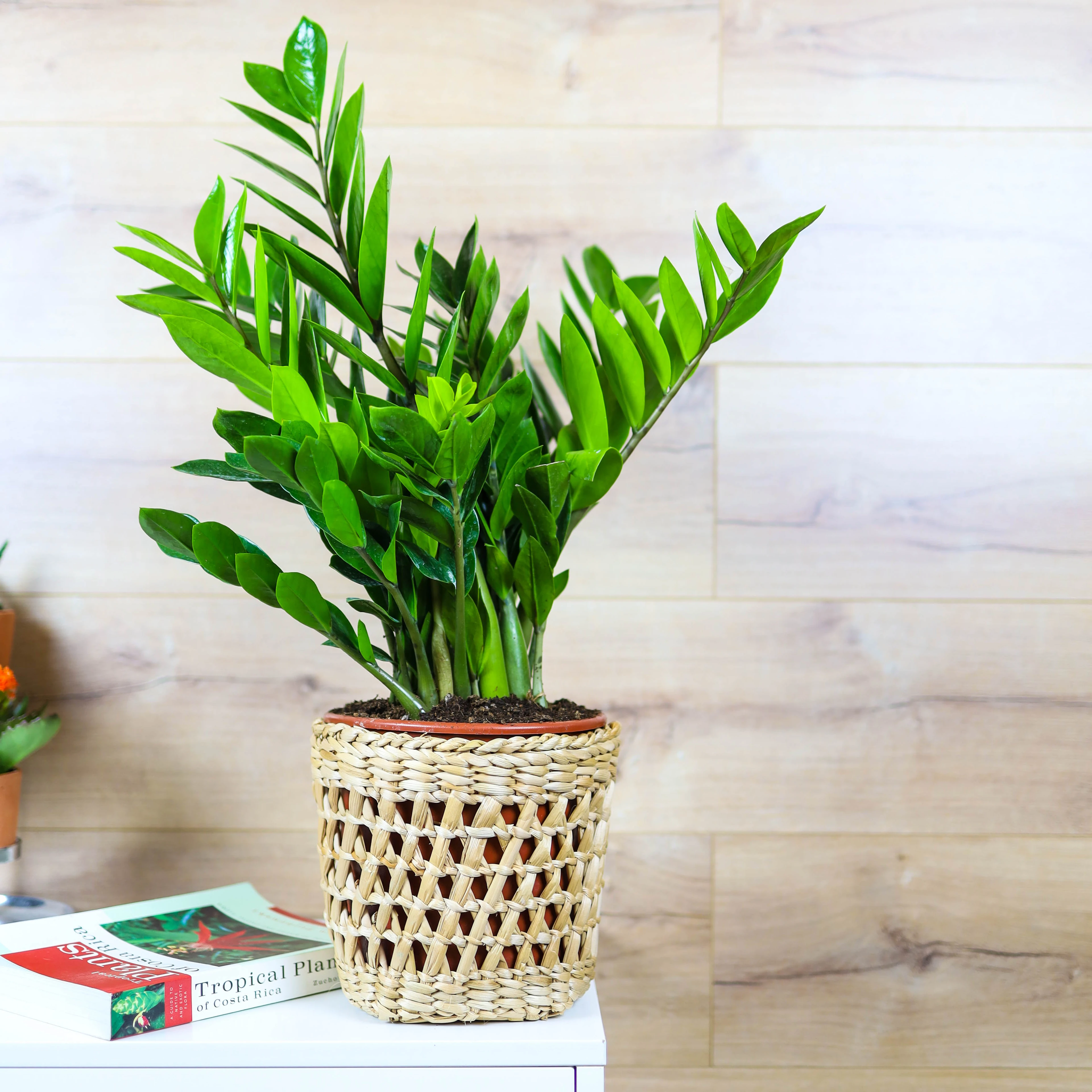 Zamia Çiçeği (Zeze - Zamioculcas Zamiifolia) | Bitkim.com