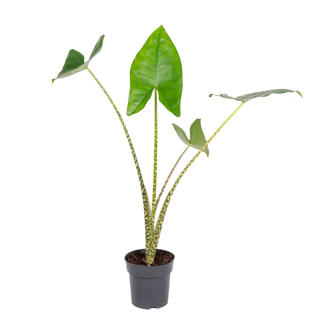 Zebra Desenli Alocasia (Alocasia Zebrina) | Bitkim.com