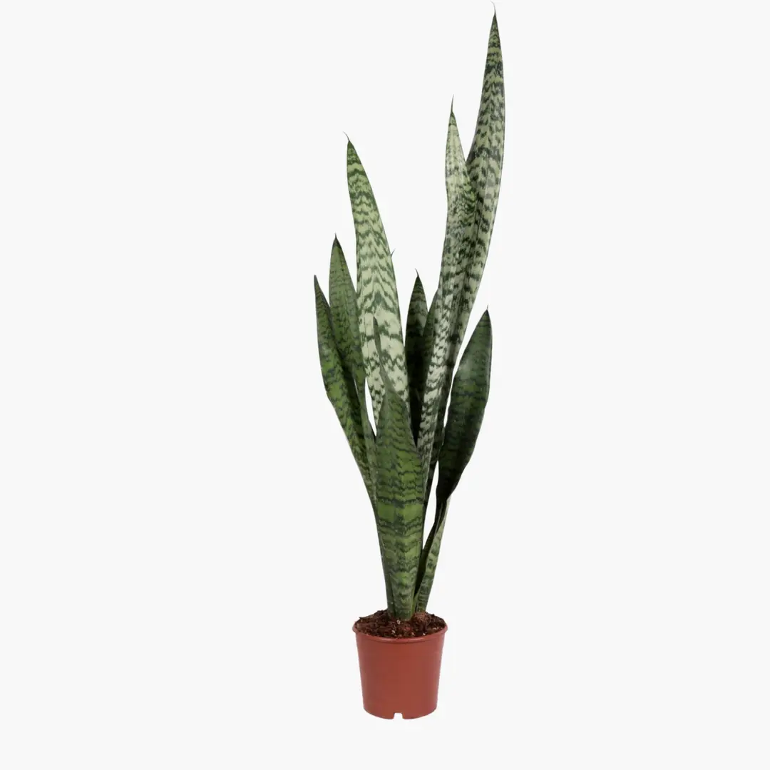 Paşa Kılıcı Çiçeği (Peygamber Kılıcı - Sansevieria Trifasciata ...
