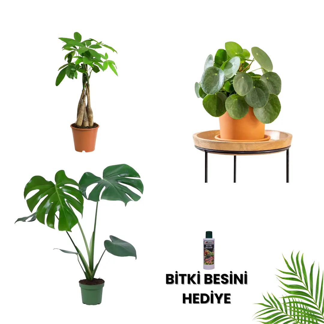 MASA BOY BİTKİ SETİ-Bitki Besini Hediyeli ( Pachira 50cm / Pilea ...