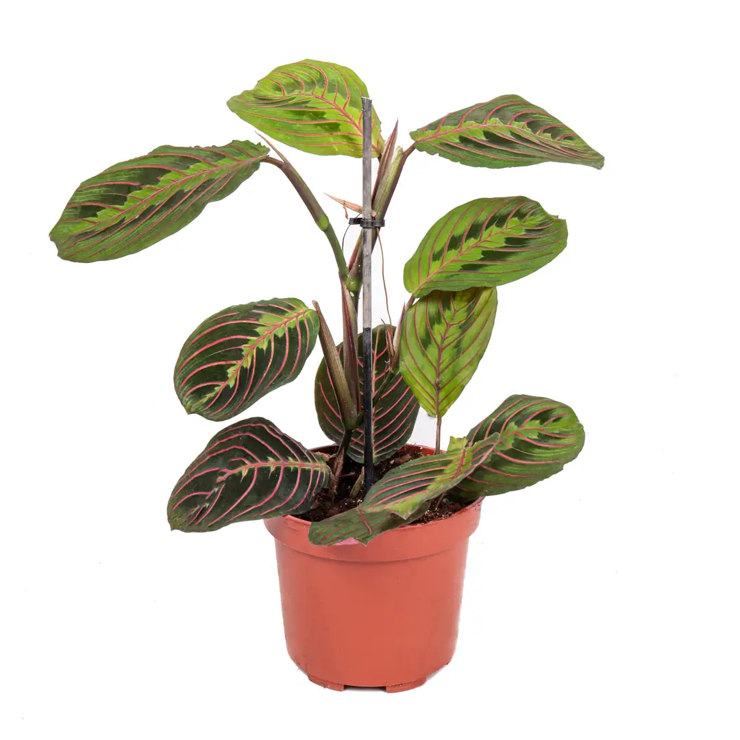 Dua Çiçeği (Kalatya Maranta - Calathea Marantha) | Bitkim.com