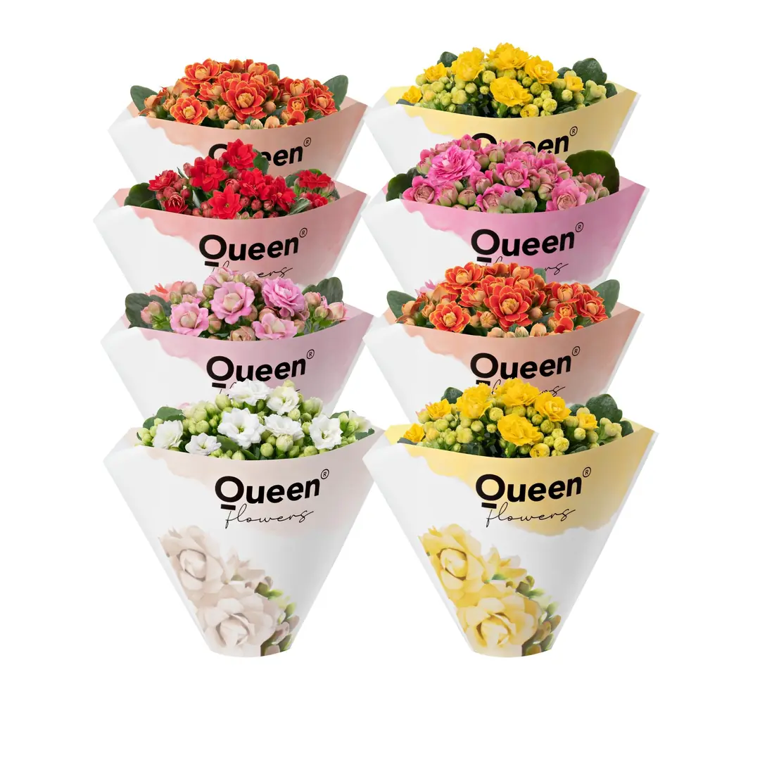 Kalanchoe Mini 16 Adet