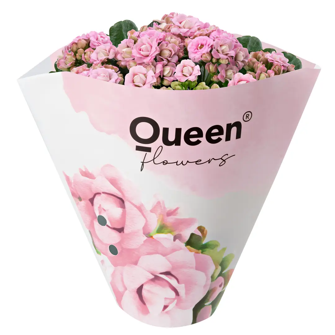 Kalanchoe Açık Pembe