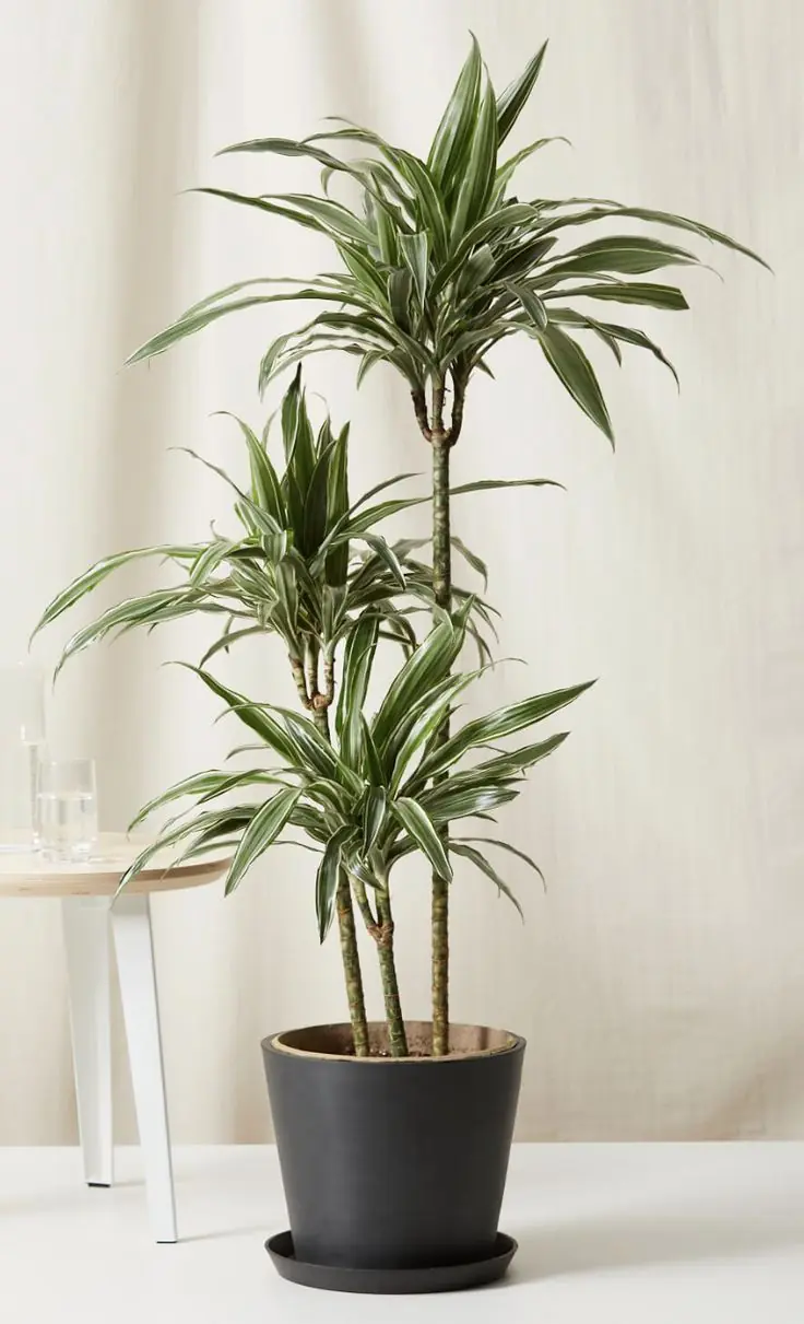 Dracaena Warnecki 140-150 cm 3 Gövdeli ( Drasena )