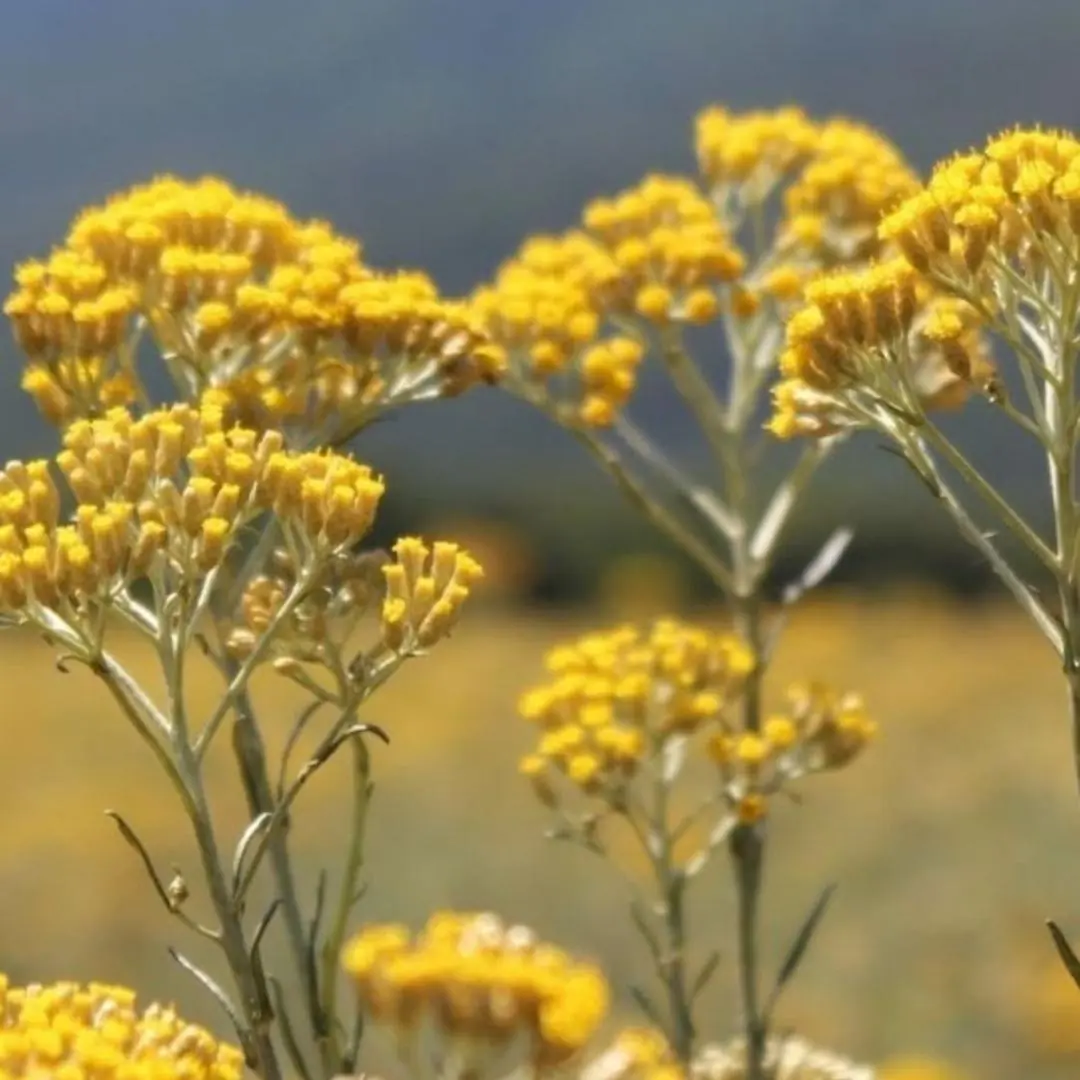 Ölmez otu nedir ve faydaları nelerdir?