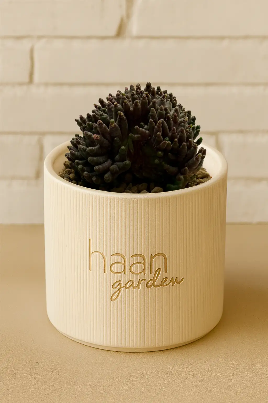Mammillaria Bocasana cv Fred Kaktüs – Morfolojik Tanım & Yet