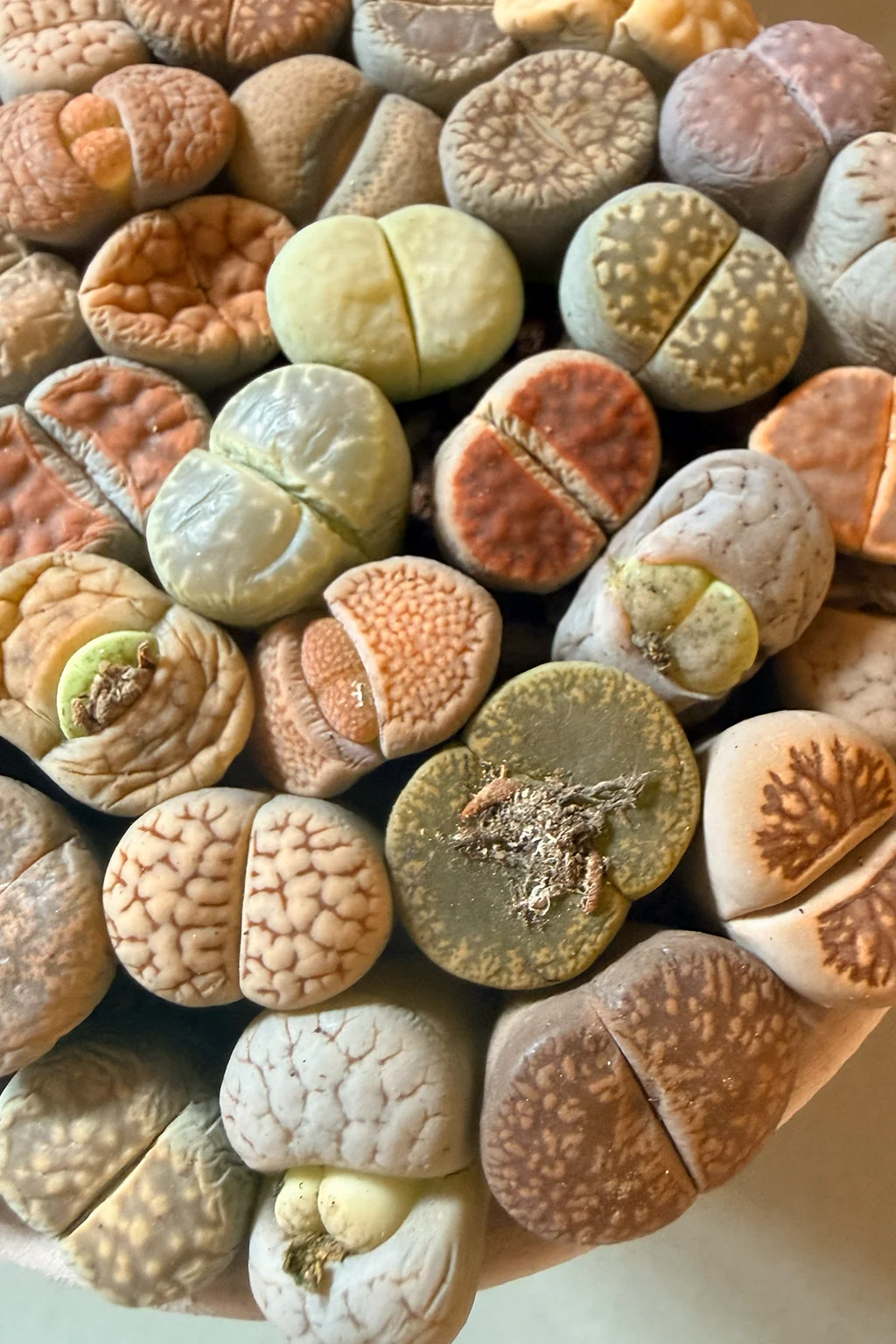 Lithops Sukulent 🌱 | Canlı Taş Bitkisi & Koleksiyonluk Türler