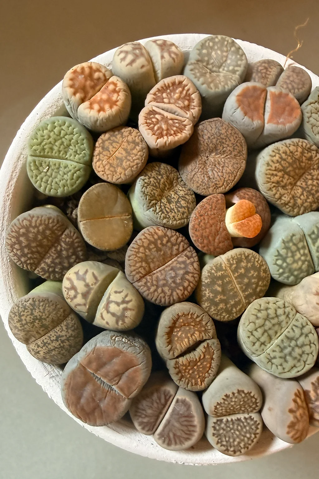 Lithops Sukulent 🌱 | Canlı Taş Bitkisi & Koleksiyonluk Türler