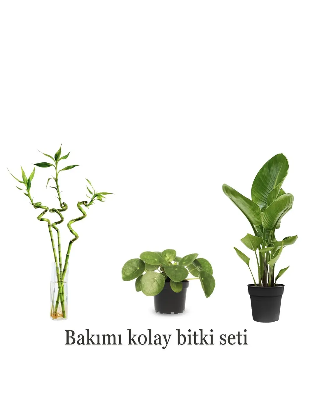 Bakımı Kolay Bitki Seti