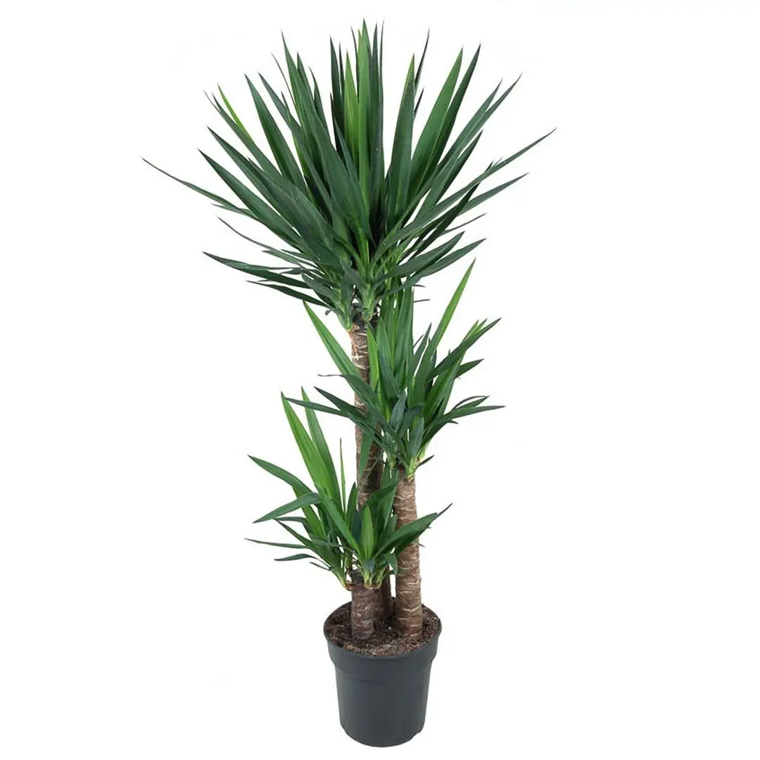 Yucca 3 lü 150 cm 81 İle Ücretsiz Tesliamat
