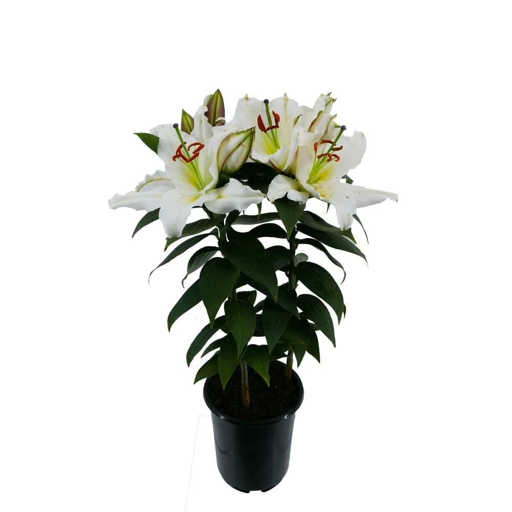 Lilyum .Çiçeği Beyaz İthal