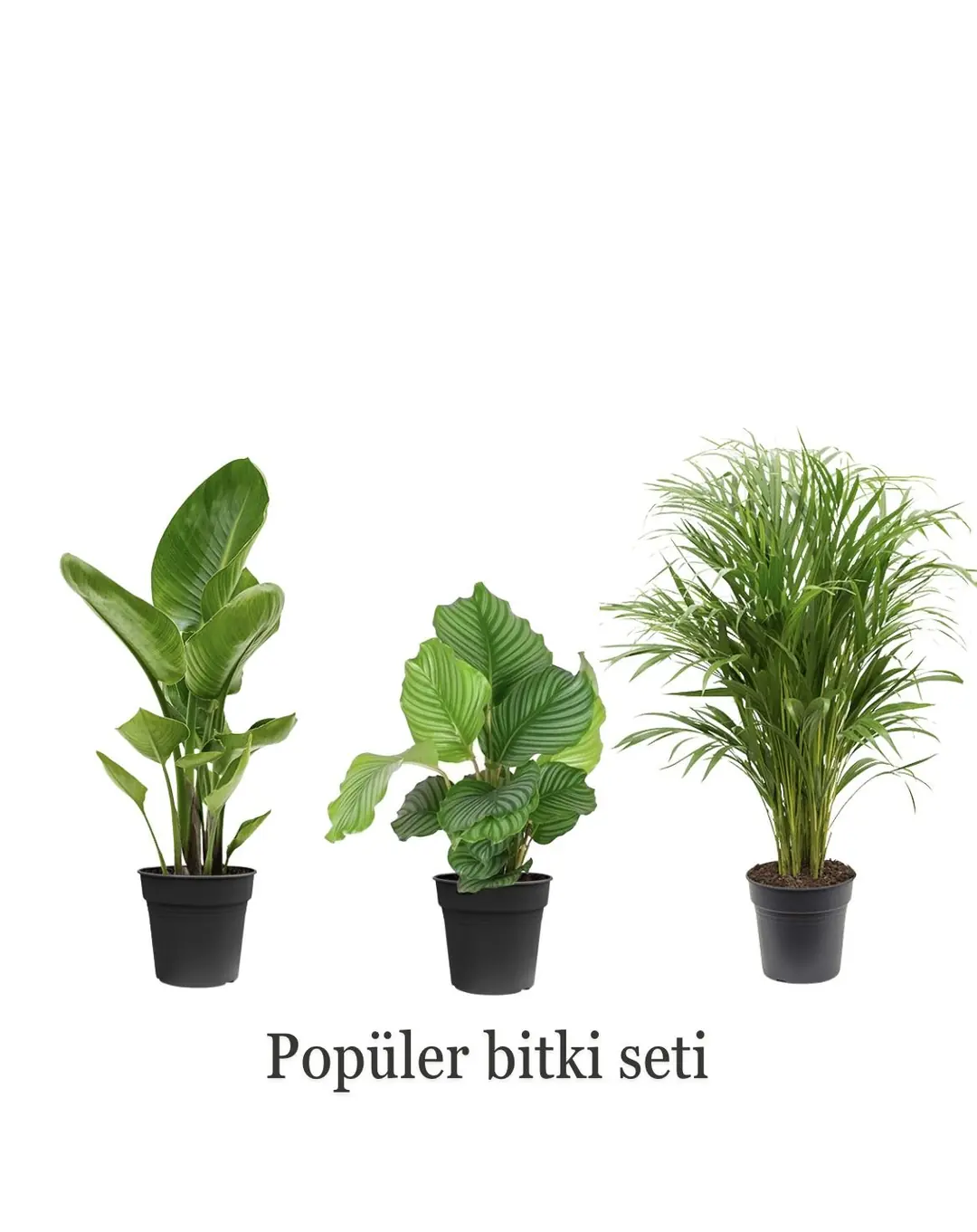 Popüler Bitki Seti