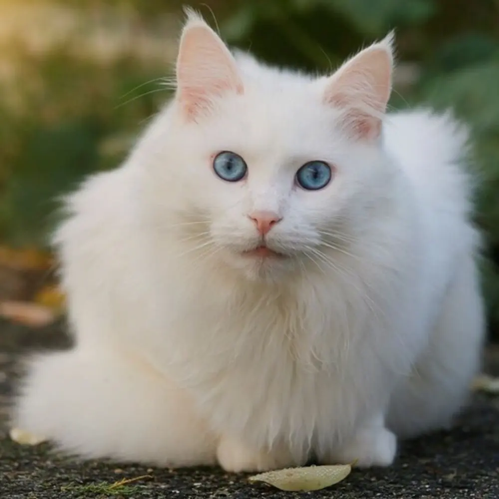 Ankara Kedisi Irk Özellikleri ve Bakımı