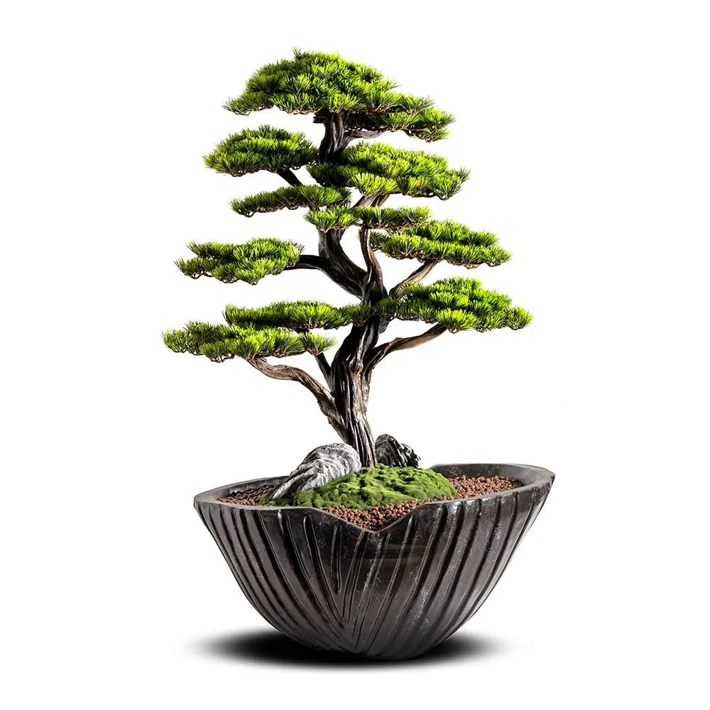 Algenib Thuja-5