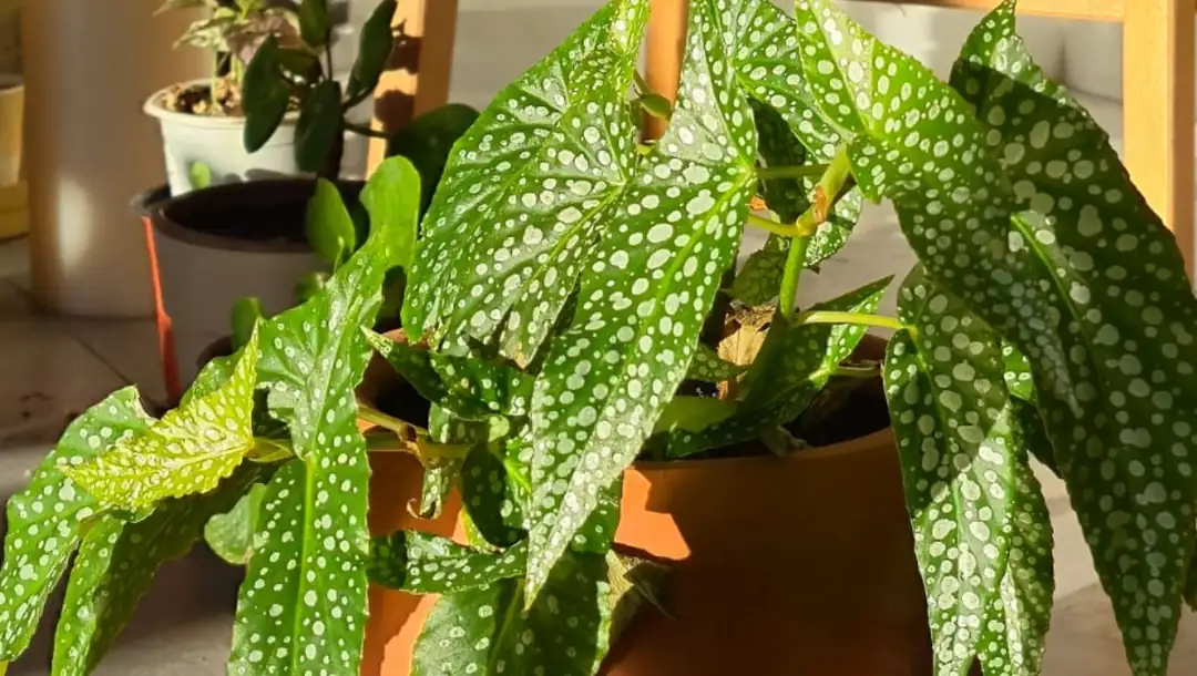Çilli Begonya (Begonia maculata): Bakımı, Çoğaltılması ve Özellikleri