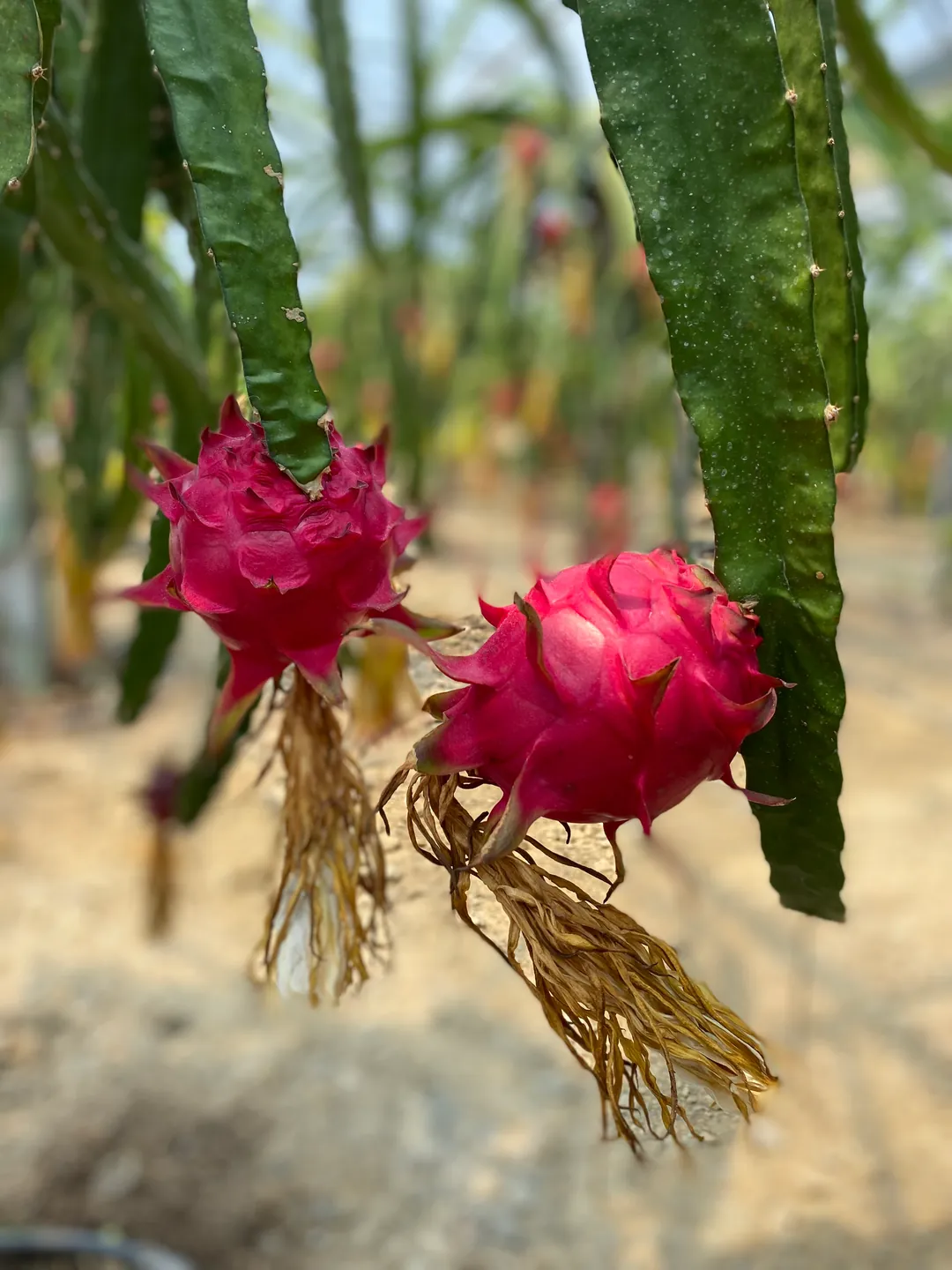 1 adet Kırmızı Ejder Meyvesi 200-300 gr