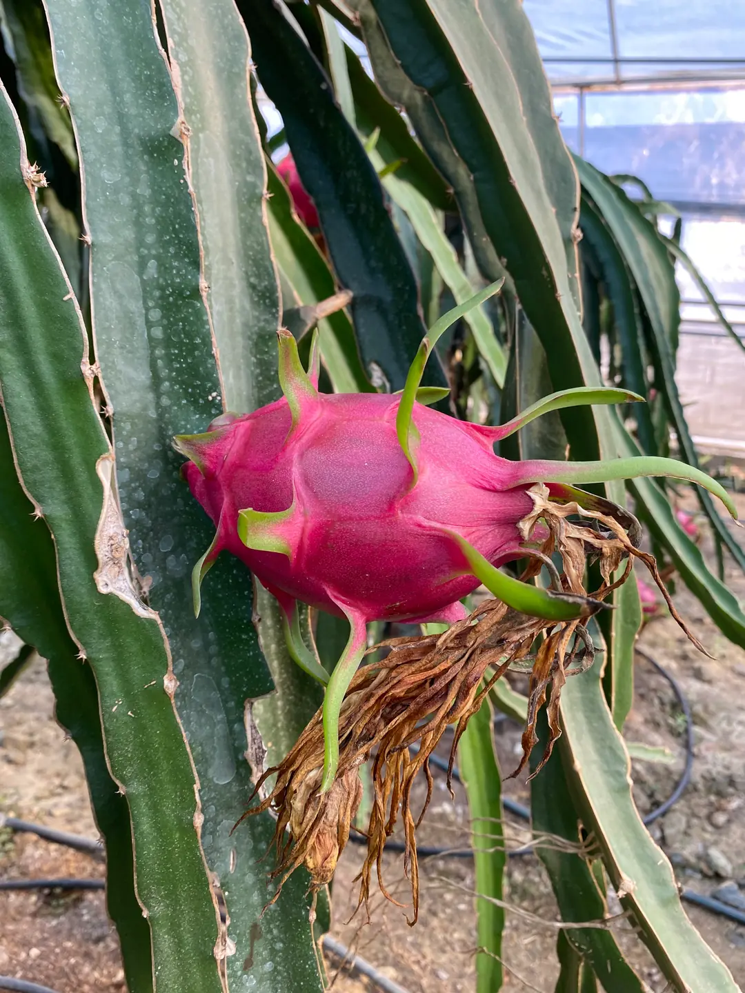 Adet Beyaz Ejder Meyvesi (250 gr üzeri) I Ejder Meyvesi Alanya