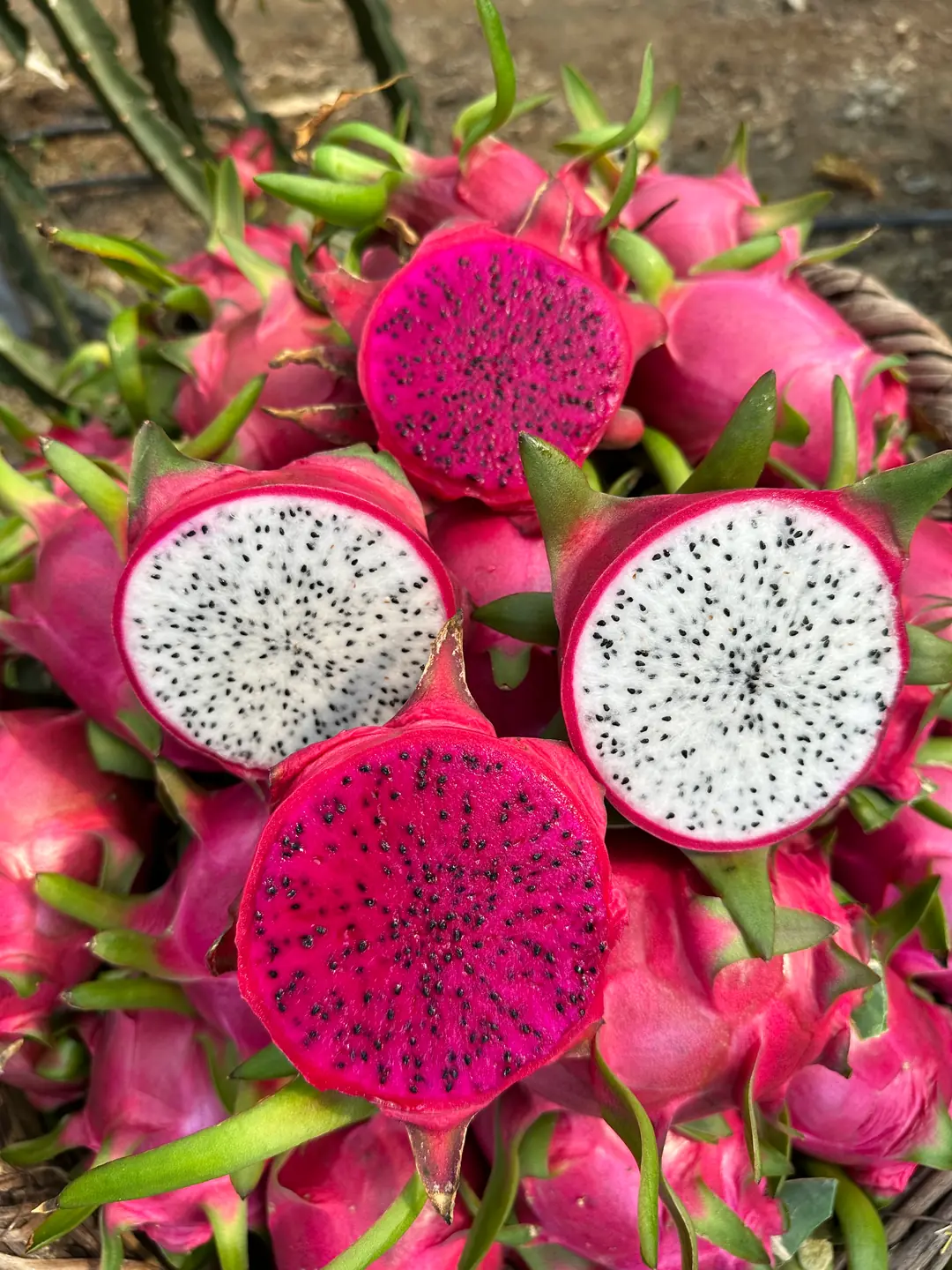 1 kg Karışık Ejder Meyvesi (BÜYÜK BOY)