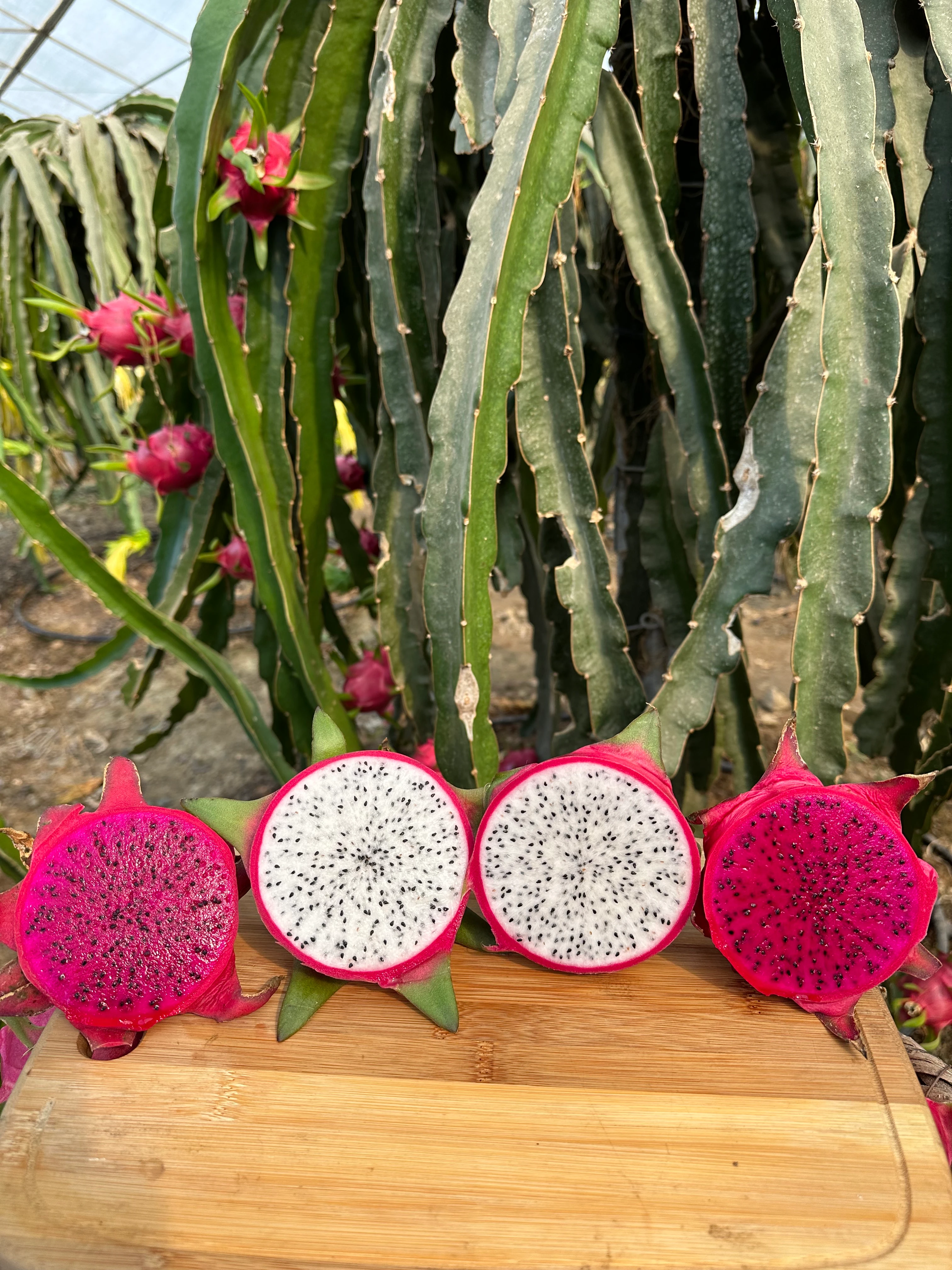 1 Kg Karışık Ejder Meyvesi (Tane 250 gr üzeri) I Ejdermeyvesi.com