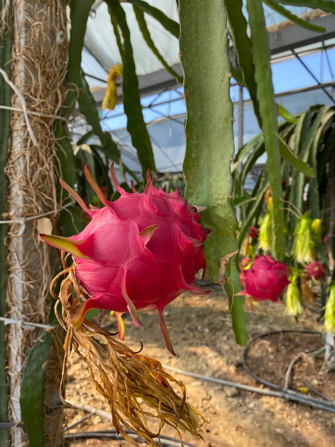 1 Adet Kırmızı Ejder Meyvesi I Ejder Meyvesi Alanya